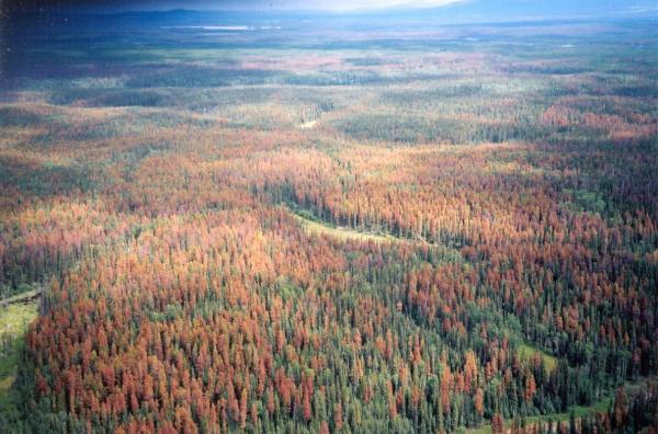 Pine beetles transform B.C. forests into net carbon emitters ...